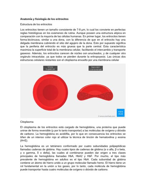 Anatomía Y Fisiología De Los Eritrocitos Pdf
