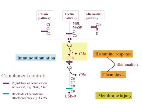 The Complement Cascade The Central Step Of Complement Activation Is Download Scientific
