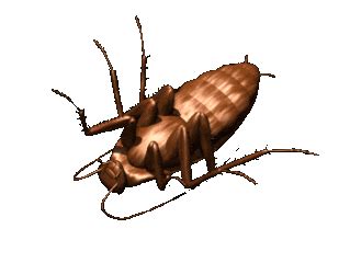 Flying Cockroach 
