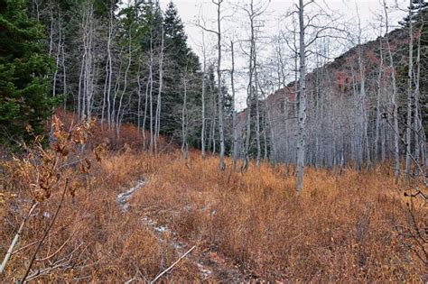 슬라이드 캐년 하이킹 트레일 가을은 Y 트레일 프로보 피크 슬레이트 캐년 록 캐년 와사치 록키 산맥 유타 미국 주변의 산악 경관을 남깁니다 0명에 대한 스톡 사진 및 기타