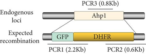 characterization of an ahp1 deletion strain a schematic diagram of download scientific