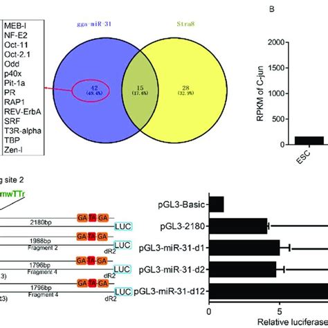 Effect Of Deletion Of The C Jun Binding Site On The Activity Of The Download Scientific Diagram