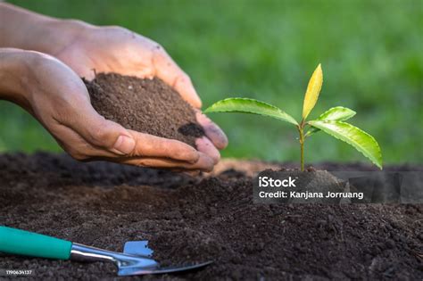비옥한 토양에서 자라는 젊은 여성 묘목의 손에 토양 그리고 근처에 삽질이 있습니다 환경 보전의 개념 완료 지구 온난화를 줄이기 위해 나무를 심는다 개념에 대한 스톡 사진 및