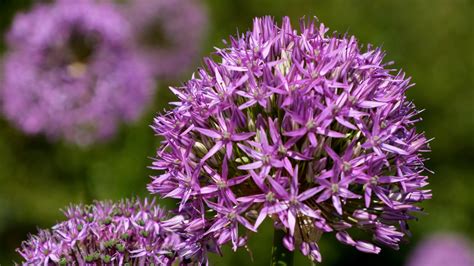 Leek Flower Ball Leek Free Stock Video Pixabay