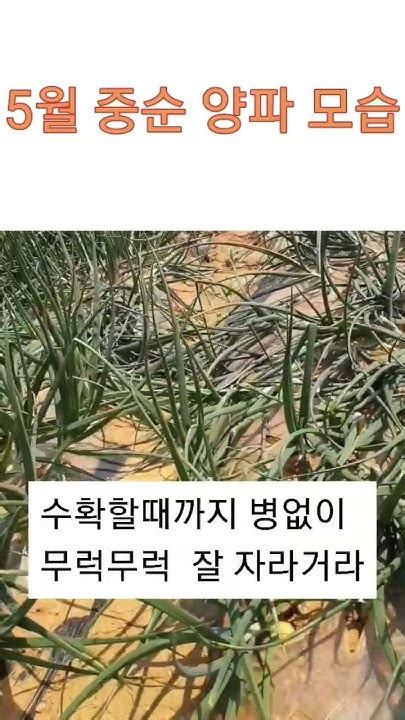 양파 수확시기 Youtube