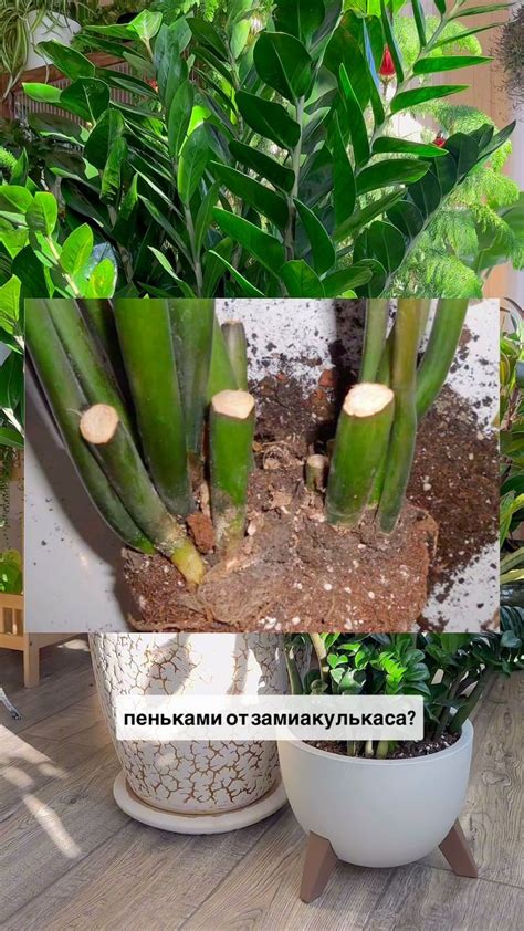 Комнатные цветы и растения 🌿 Сказали надо в рилс😂 Вся история Мауса сохранена в актуальных