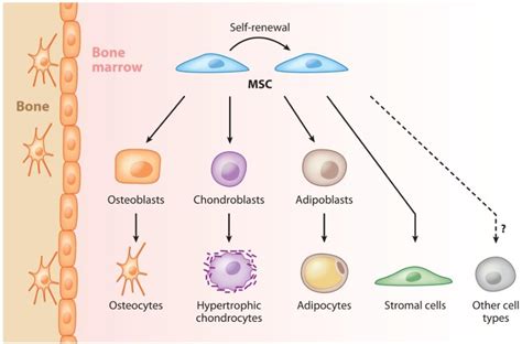 Figure 1 From Primary Bone Marrow Mesenchymal Stromal Stem Cells