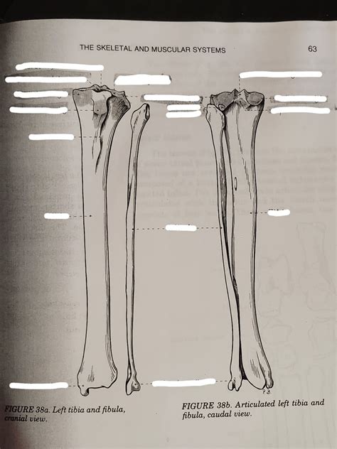 Diagram Of Tibia And Fibula Cranial And Caudal Quizlet