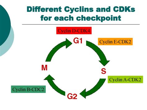 Part 3 Honors Genetics Ms Day Ppt Download