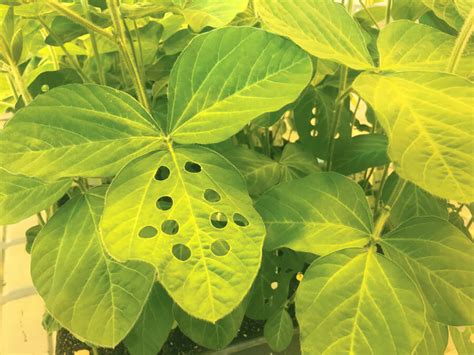 Genomic Tools To Enable Trait Discovery And Deployment Genome Editing Pipeline Acceleration