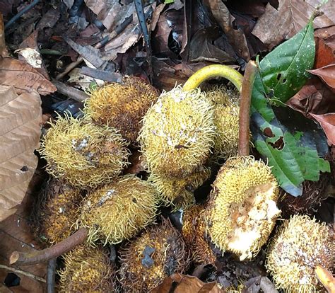 Artocarpus Odoratissimus Marang Seeds