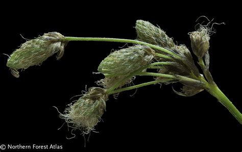 Scirpus Atrocinctus Atlas Image Categories Northern Forest Atlas