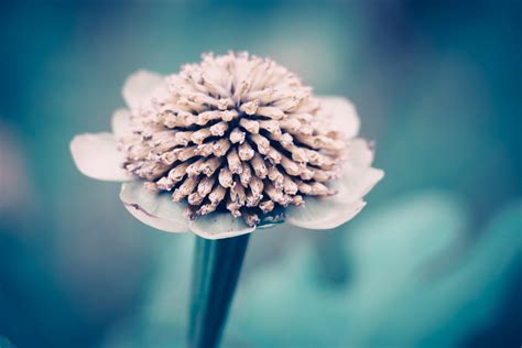 무료 이미지 푸른 화려한 자연 매크로 사진 하늘 꽃잎 닫다 식물학 구름 화분 사진술 봄 Colorfulness 아직도 인생 사진 야생화