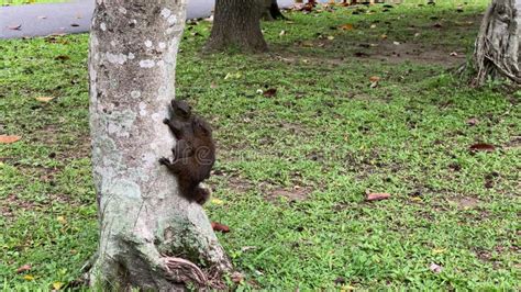 4k Pallas Squirrel Mating On A Spring Day In Taiwan Copulation Of
