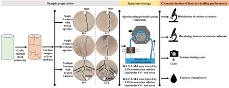 Schematic Diagram Of Micp Healing Experiment On Nature Weathering Like Download Scientific