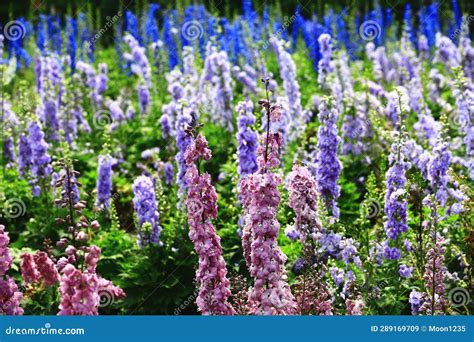 Delphinium Or Candle Delphinium Or English Larkspur Or Tall Larkspur Flowers Stock Image Image
