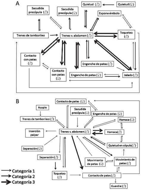 Diagrama De Flujo Del Comportamiento Sexual De Scytodes Gobula A Download Scientific Diagram