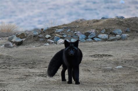 Second Fox Tests Positive For Rabies In Iqaluit Nunatsiaq News