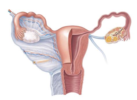 Figure 25 12 Internal Female Reproductive Organs Diagram Quizlet