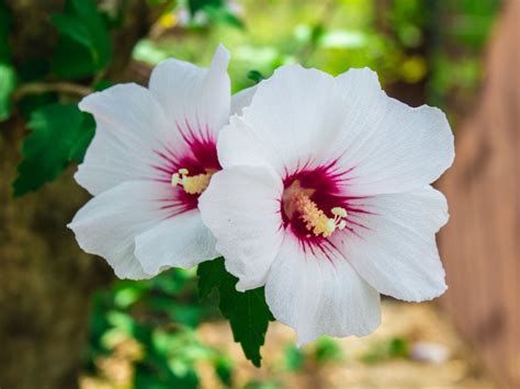 What To Do For Hibiscus Flowers Falling Off Plant