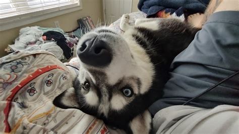 This Is My Cuddly Girl R Husky