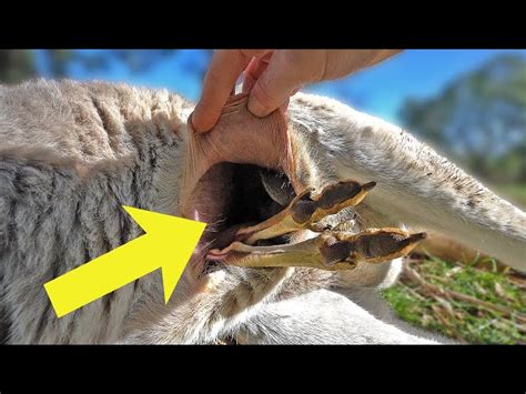 Inside Kangaroo Pouch Wildlife Carers Beg Drivers To Be Careful Around