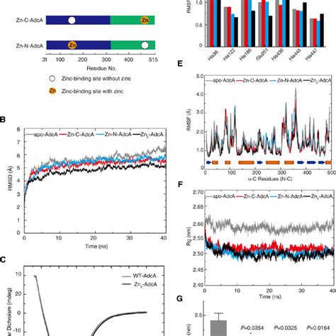 Protein Flexibility A Four Protein Model Constructs Used In The