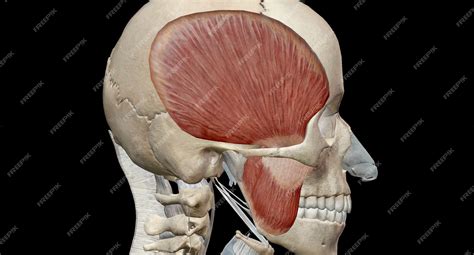 Premium Photo The Muscles Of Mastication Are A Group Of Muscles Associated With Movements Of