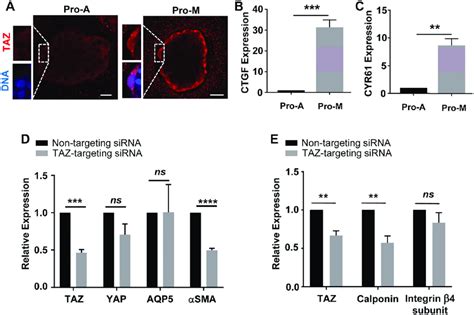 Msg Pac1 Cells Cultured In Pro M Medium Display Characteristics Of