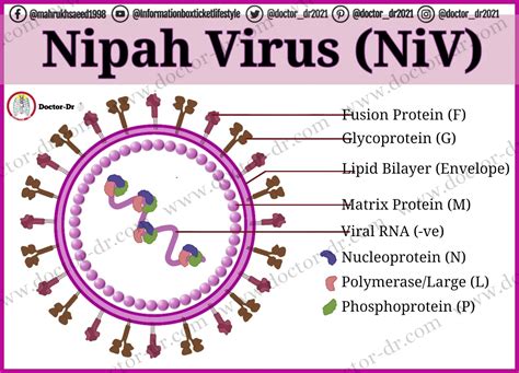 Nipah Virus Niv Overview