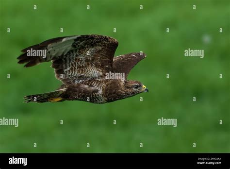 Closeup Of A Majestic Common Buzzard Flying On A Blurred Green