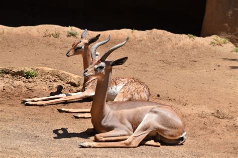 Definitive Guide To Gerenuk Facts Habitat Conservation Status Zoo