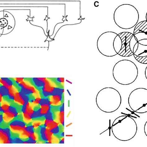 Pdf Statistics And Geometry Of Orientation Selectivity In Primary Visual Cortex