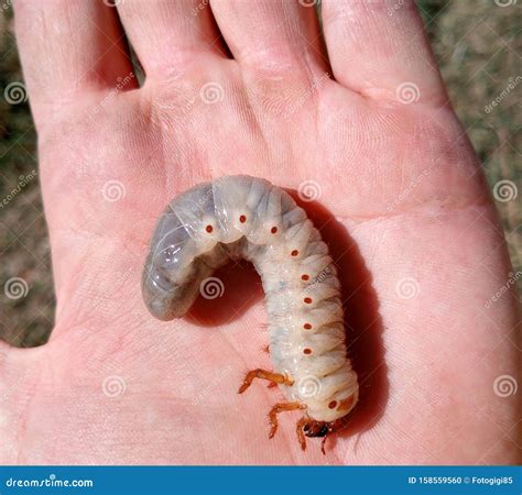 Rhinoceros Beetle Rhino Beetle Larvae In A Mans Hand Large Beetle