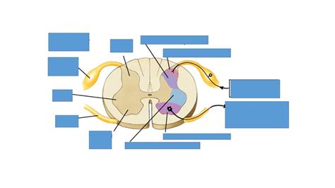 Nervous System Diagram Quizlet