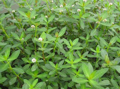 空心莲子草图片 空心莲子草的叶子图片大全 花卉网