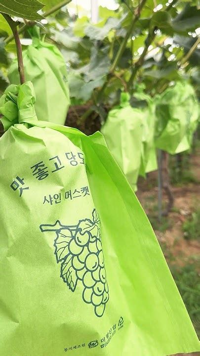 샤인머스캣 봉지씌우기 Shorts Youtube