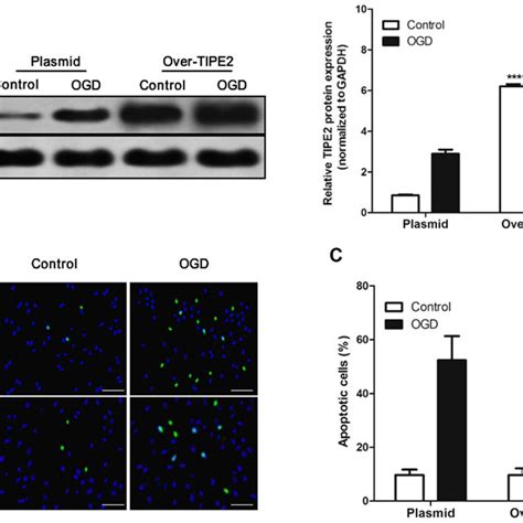 Overexpression Of Tipe2 Reduces Ogd Induced H9c2 Cell Apoptosis A