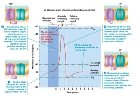 Signal Transduction I Flashcards Quizlet