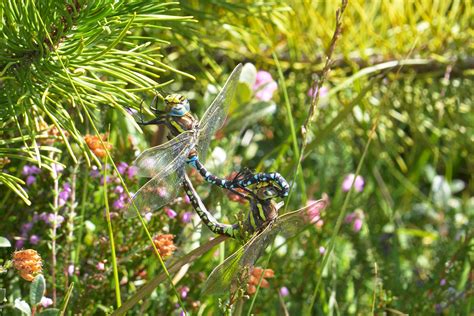 Guldsmede Og Vandnymfer