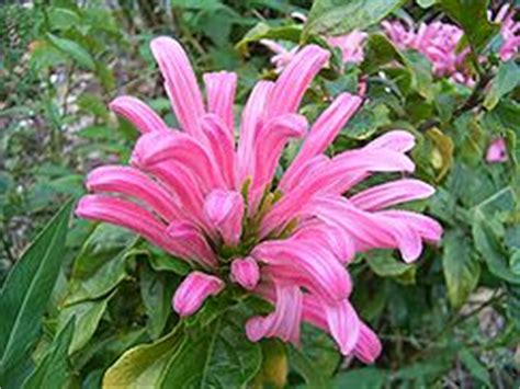 珊瑚花サンゴバナ