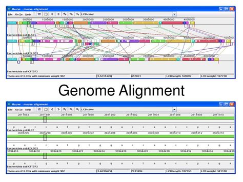 Ppt Genome Alignment Powerpoint Presentation Free Download Id1097147