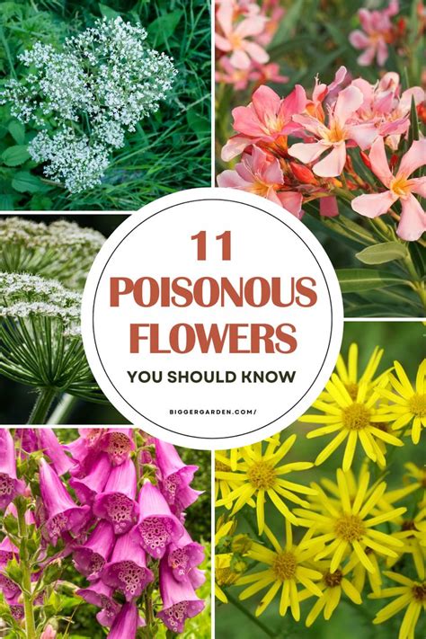 ☠️watch Out For These Toxic Flowers In Your Garden Poison Garden