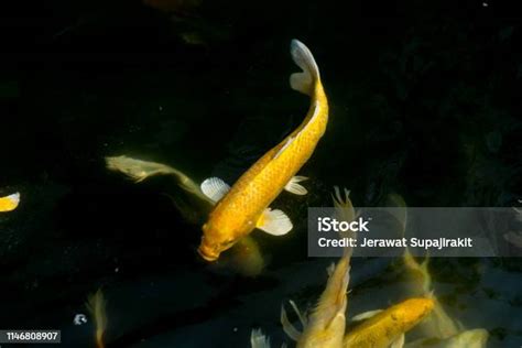멋진 잉어 연못에서 수영 멋진 Carps 물고기 또는 잉어 연못에서 수영 수영과 공간의 움직임 노랑에 대한 스톡 사진 및 기타 이미지 Istock