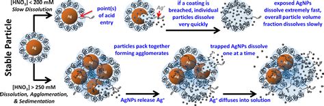 Nanoparticle Agglomeration
