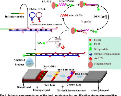 Figure 2 From Lateral Flow Nucleic Acid Biosensor For Sensitive Detection Of Micrornas Based On
