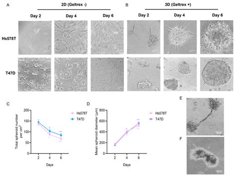 Establishment Of 3d Organotypic Cultures Of Breast Cancer Cells A