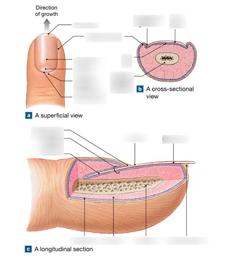 Label Nail Structure Diagram Quizlet