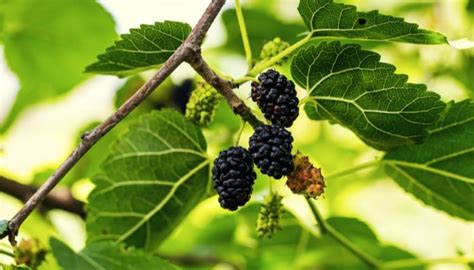 32 Best Mulberry Tree Varieties Explore The Diversity