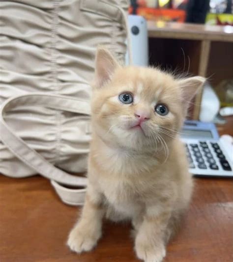 ลูกแมวพันธุ์ บริติช ช็อตแฮร์ Ennxo